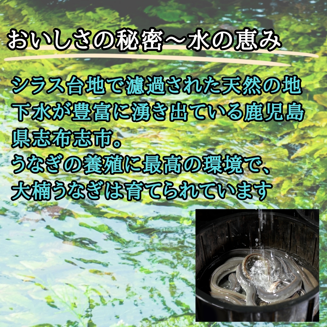 うなぎ蒲焼170g~180g（2尾セット） うなぎの大楠